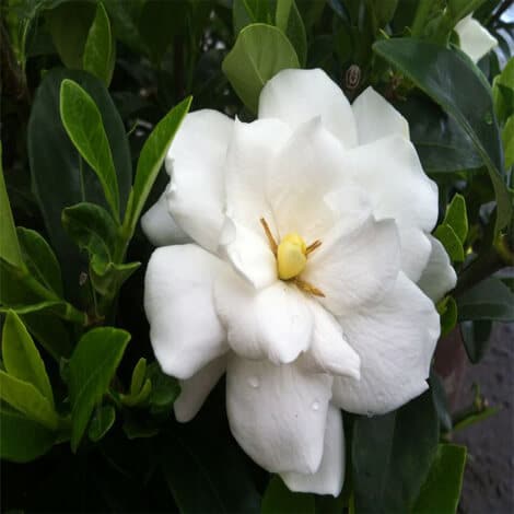 Gardenia, Jubilation™ Southern Living® - Baucom's Nursery
